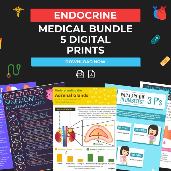 Endocrine System Poster - Etsy