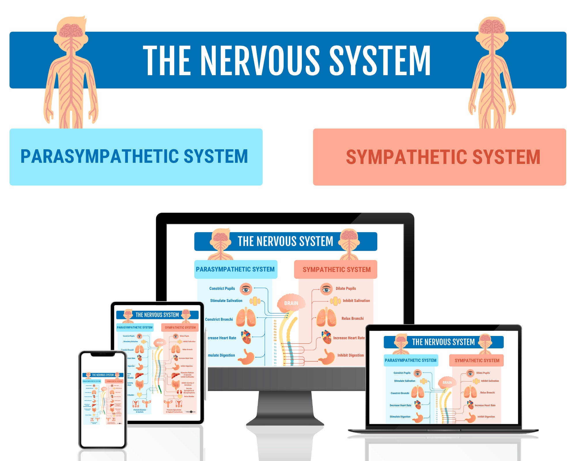 Nervous System Print | DIGITAL DOWNLOAD | Neurology Gift | Doctor ...