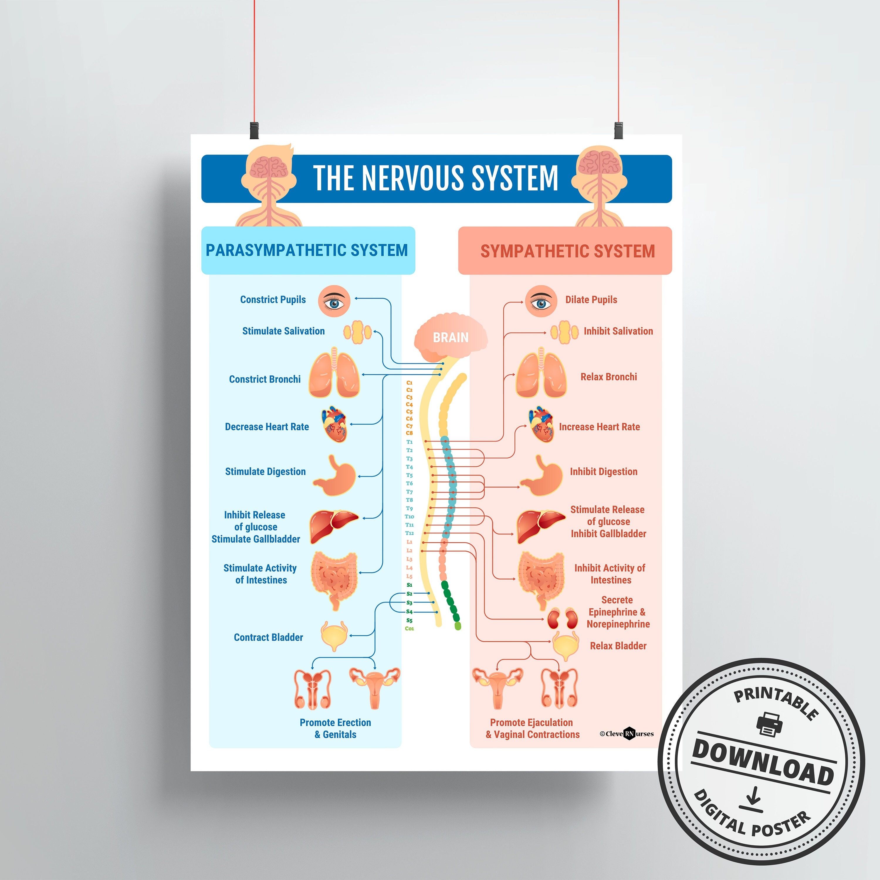 Nervous System Print | DIGITAL DOWNLOAD | Neurology Gift | Doctor ...