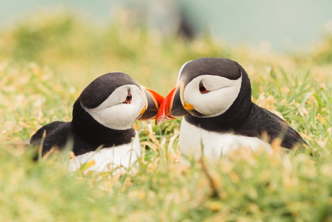 Puffin Hat PDF Knitting Pattern, Fair Isle Hat Easy Knit Pattern - Etsy UK