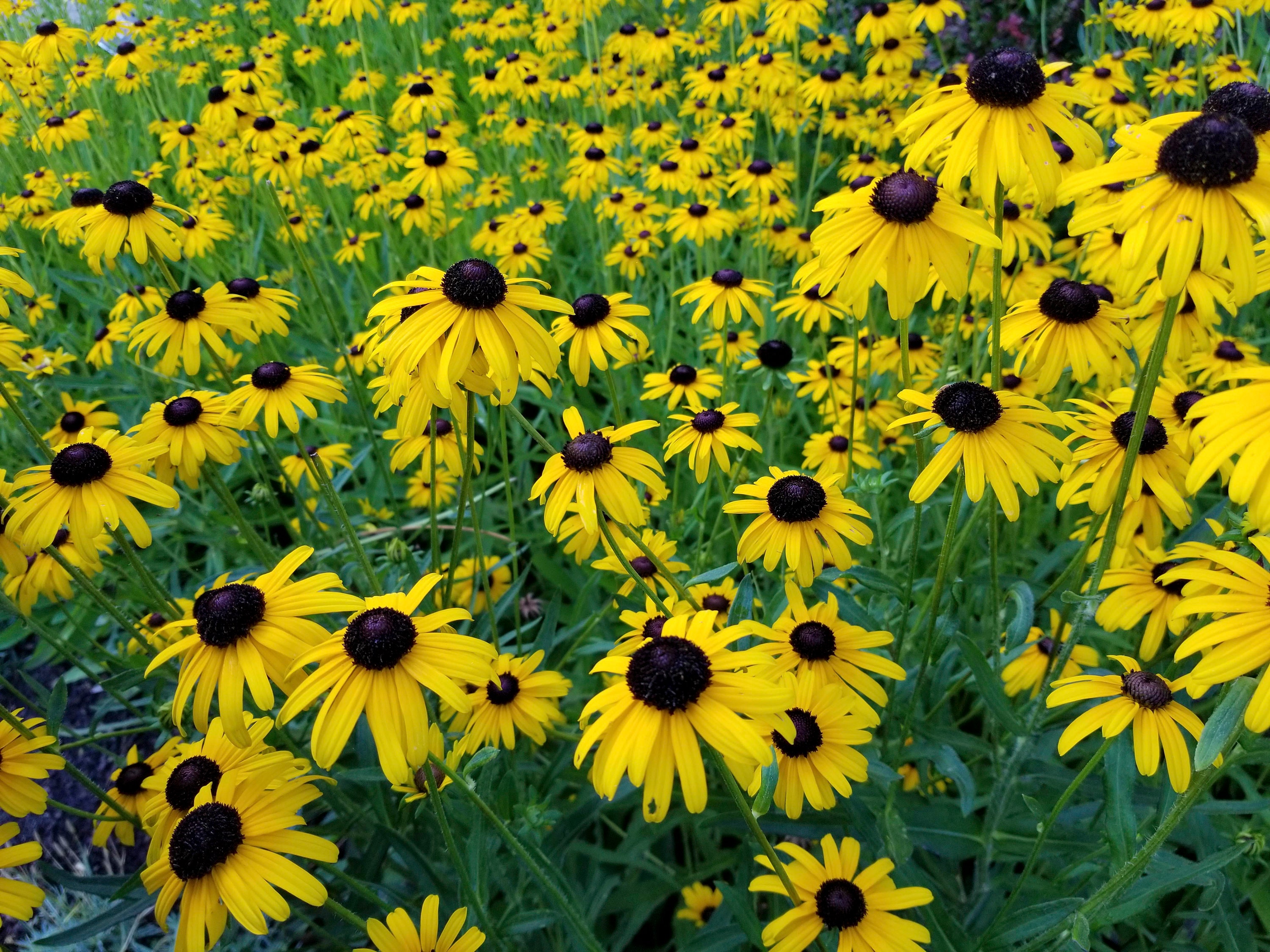 Black Eyed Susan Field