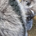 Gray Silver Fox Fur Boots Exclusive Winter Boots for Women - Etsy