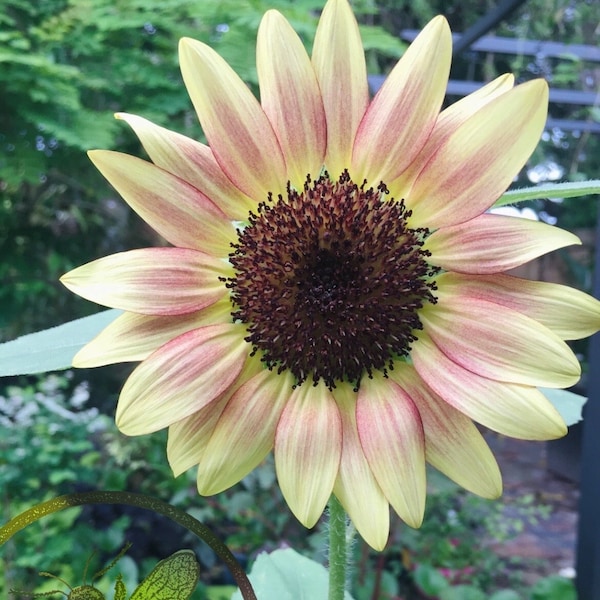 Pink Sunflower - Etsy
