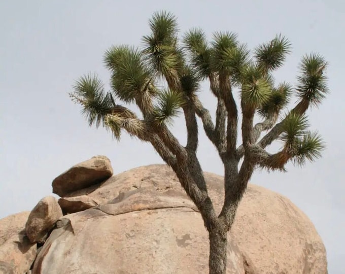 Joshua Tree Seeds, US Native, Mojave Desert, Yucca Brevifolia YU0210 - Etsy