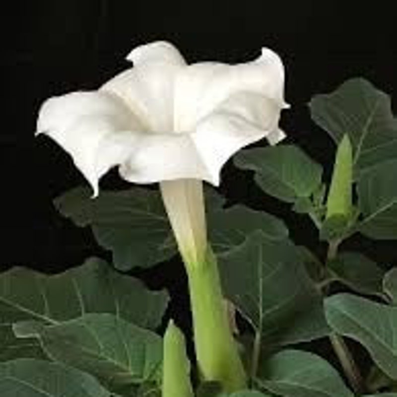 Datura Flower Decor - Etsy