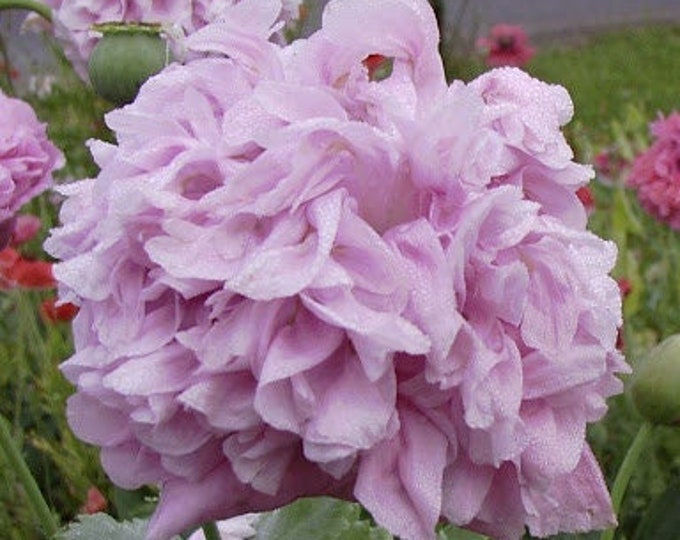 Candy Floss Peony Poppy Seeds, Papaver Somniferum, Bread Seed Poppy ...
