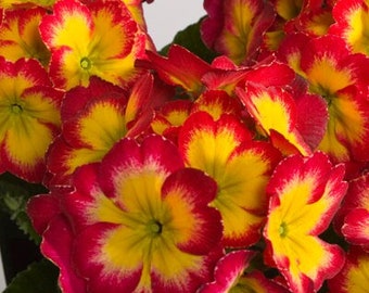 Petunia Tidal Wave Red Velour/mountains of Color/biggest - Etsy