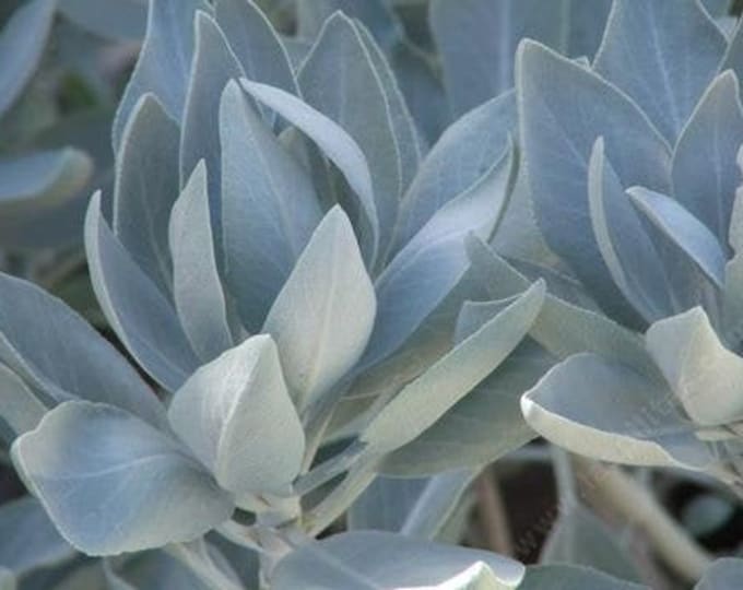 White Sage Seeds, Smudging Sage, Bee Sage, Sacred Sage, Salvia Apiana ...