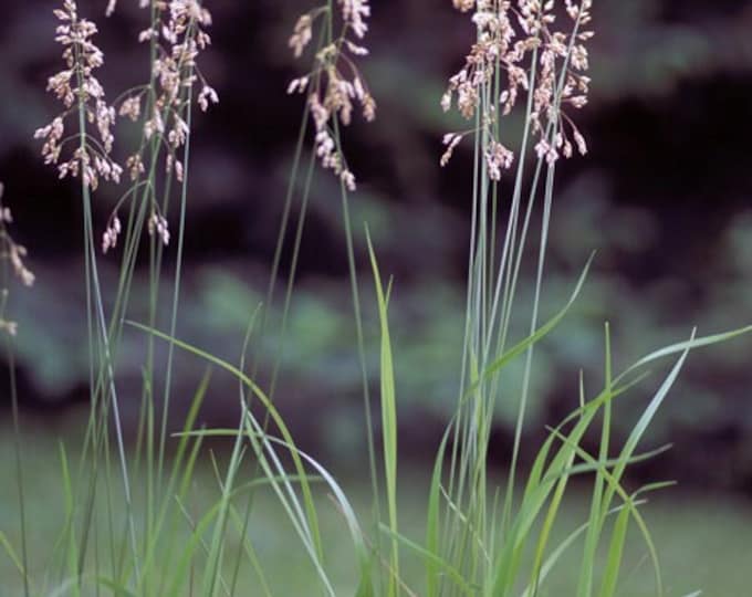 Sweetgrass Seeds, WINTER PLANTING! Hierochloe Odorata, Vanilla Grass ...