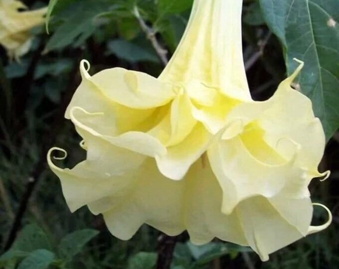 Yellow Devil's Trumpet Flower Seeds, Datura DA0410 - Etsy