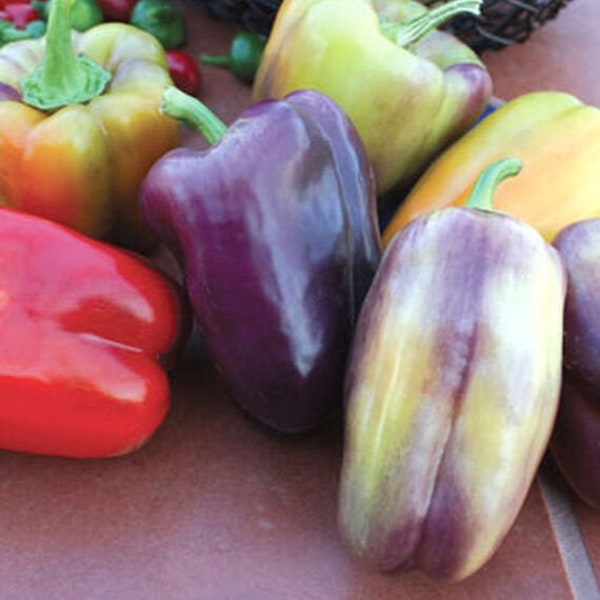 Rare Pepper Seeds - Etsy