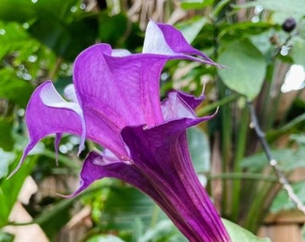 Yellow Devil's Trumpet Flower Seeds, Datura DA0410 - Etsy