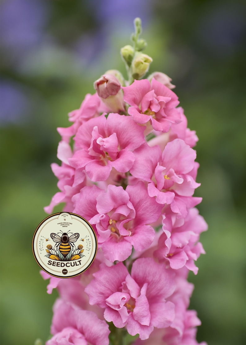 NEW! Doubleshot Hot Pink Snapdragon Seeds, Double Flowering, Butterfly ...
