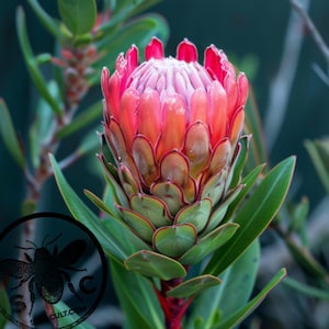 Protea - Etsy