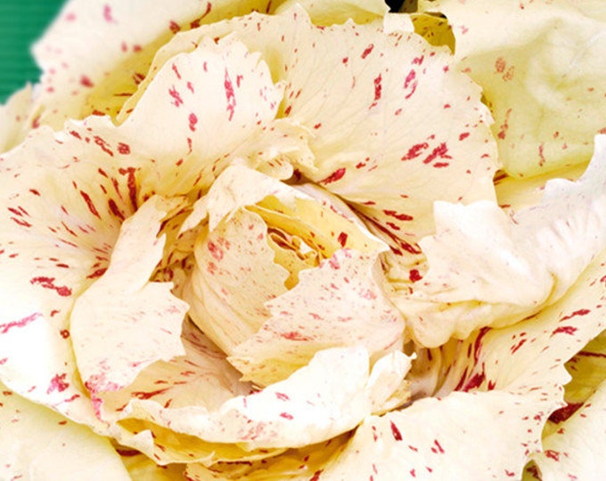 20 Variegato Di Castelfranco Radicchio Seeds, Pink Spotted Italian ...