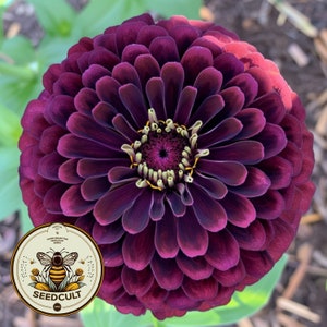 Benary's Giant Wine Zinnia Seeds, Largest Giant Zinnias, Zinnia Elegans ...