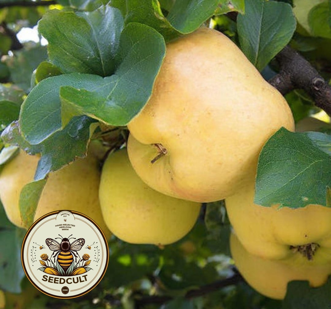NEW! Quince Fruit Tree Seeds, Medieval Food Forest, Cydonia Oblonga ...