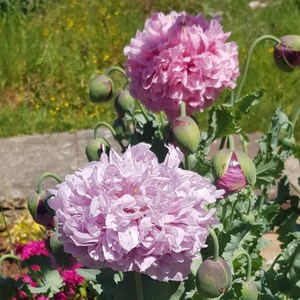 Candy Floss Peony Poppy Seeds, Papaver Somniferum, Bread Seed Poppy ...