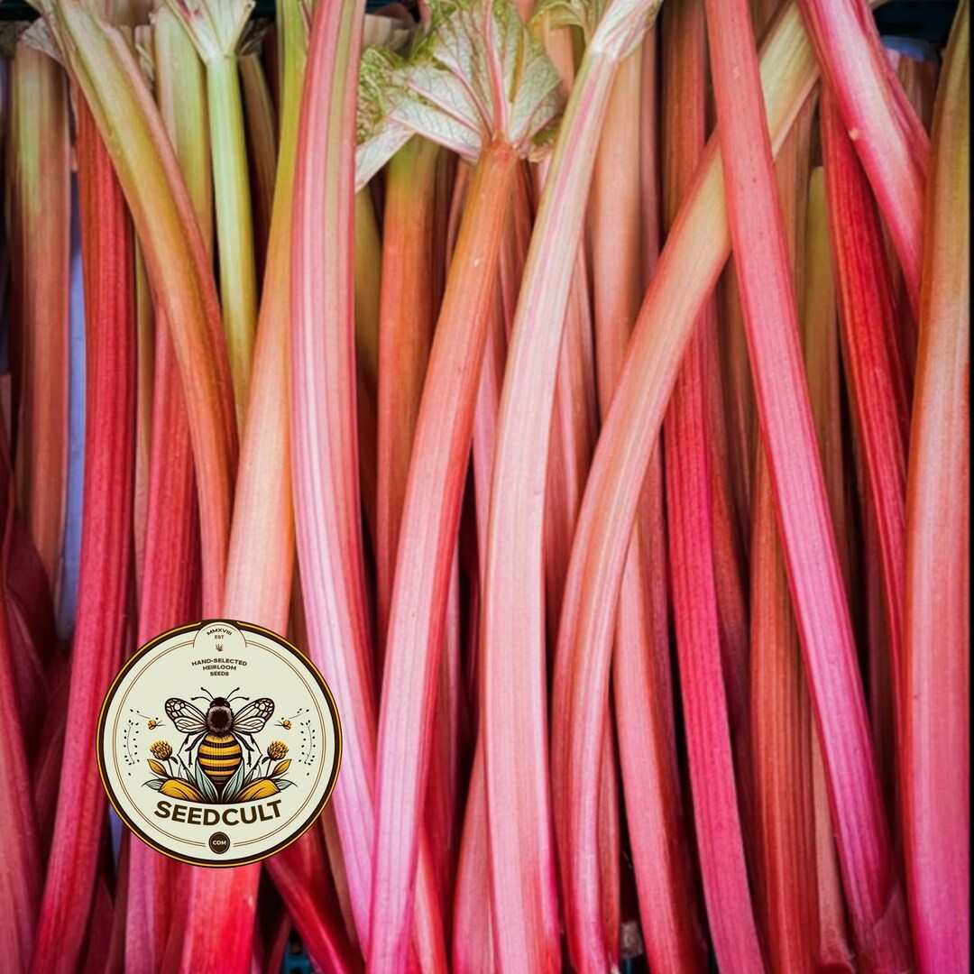 NEW! Redventure Celery Seeds, Apium Graveolens, Heirloom, Non GMO ...