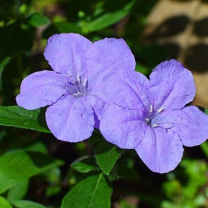 Native Wild Petunia Seeds, Ruellia Humilis, US Native RL4025 - Etsy