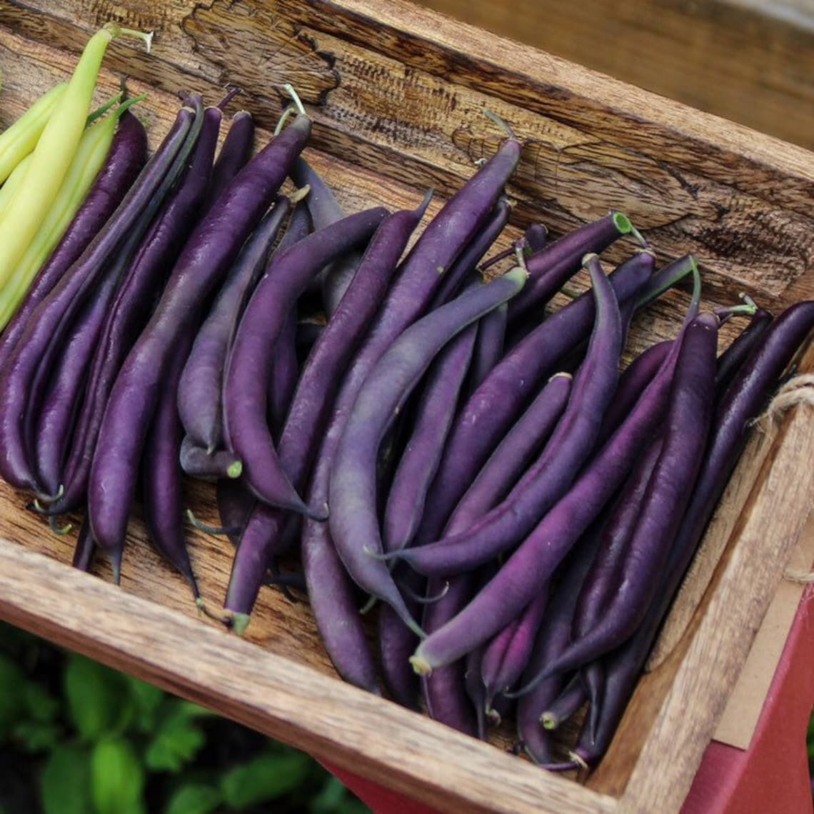 50 Royal Purple Pod Bush Beans, Organic Phaseolus Vulgaris, Royalty ...