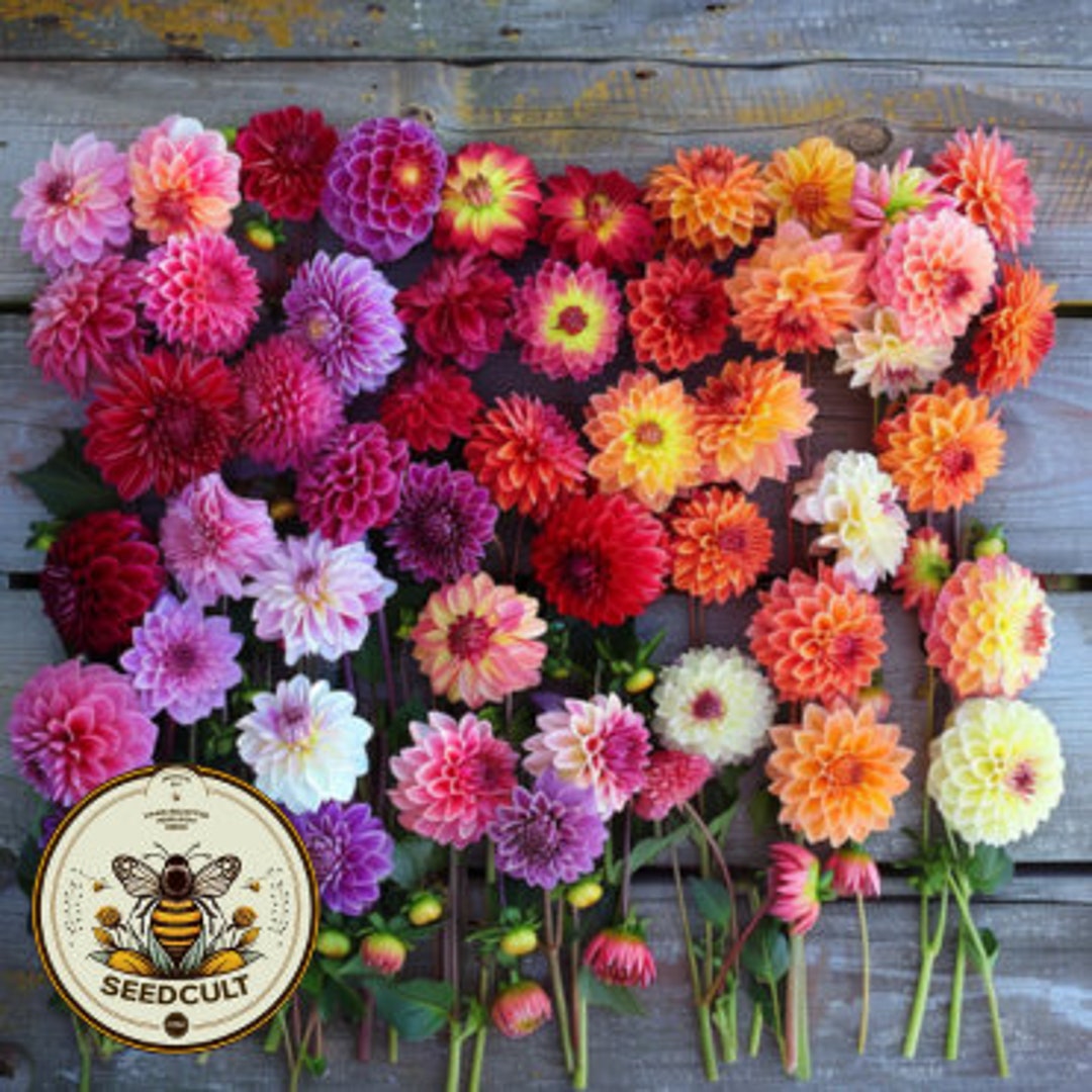 Double Extreme Dahlia Seeds, Dahlia Variabilis DH0720 - Etsy
