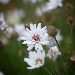 White Cupid's Dart Love Potion Plant Seeds, Catananche Alba White ...