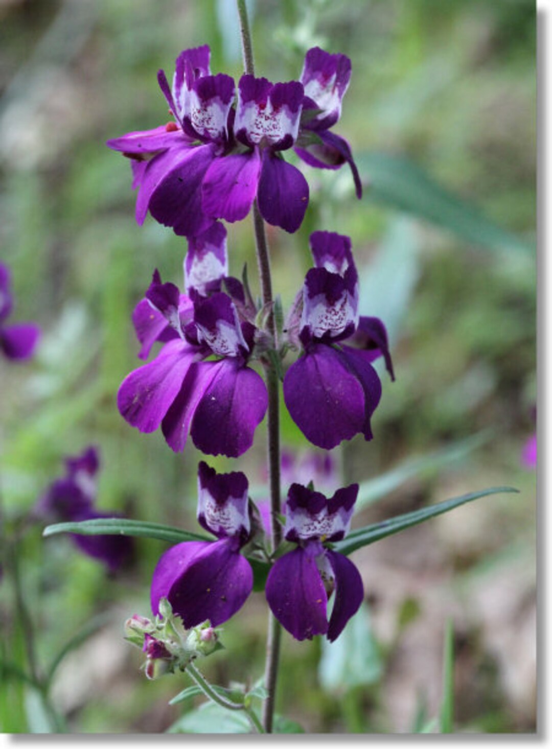 US Native Chinese Houses Seeds, Collinsia Heterophylla CN8050 - Etsy