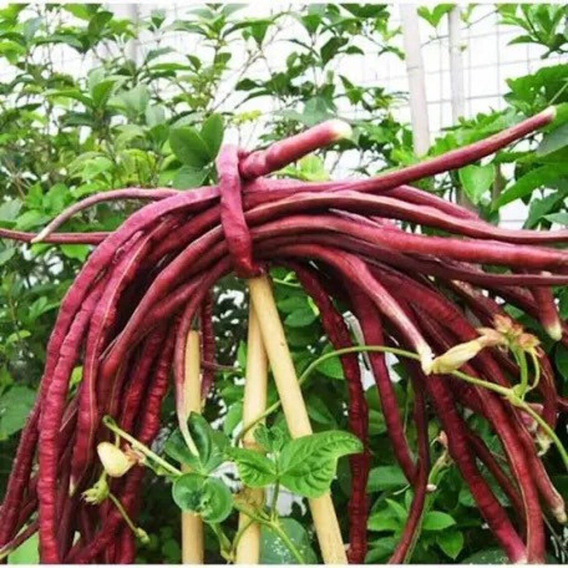 Red Noodle Yard Long Beans, Kurosanjaku, Vigna Unguiculata, Asparagus ...