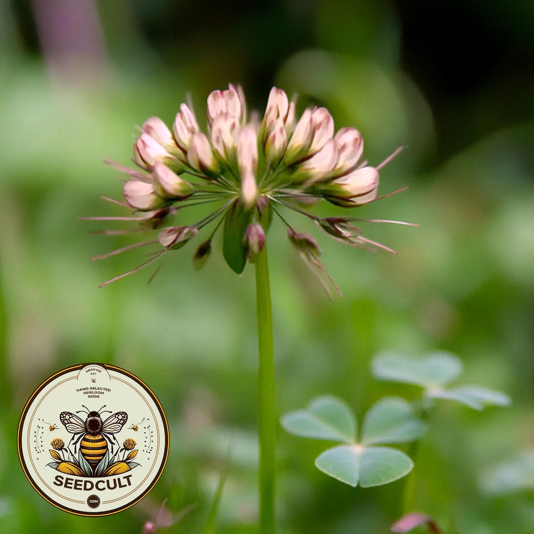 Rare Native Carolina Clover Seeds, Trifolium Carolinianum, Wild White ...