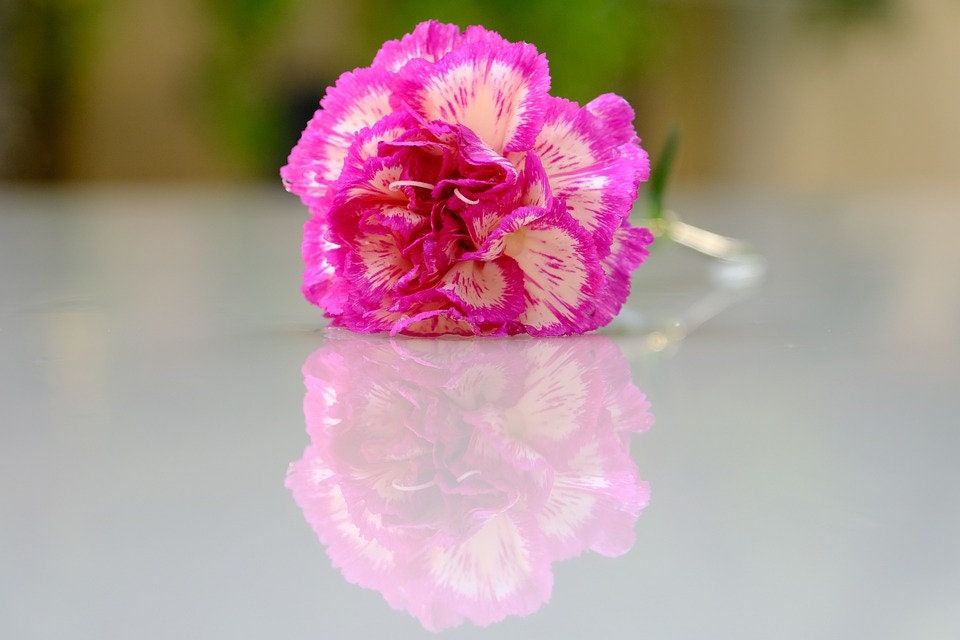 100 Mixed Color Picotee Carnation Seeds Dianthus Caryophyllus - Etsy