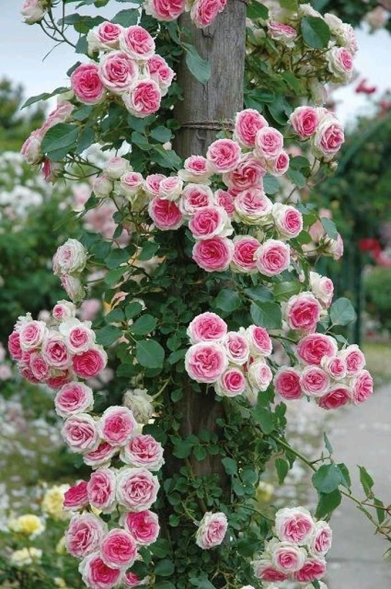 WINTER PLANTING 5 Pink Climbing Rose Seeds Rosa Setigera - Etsy