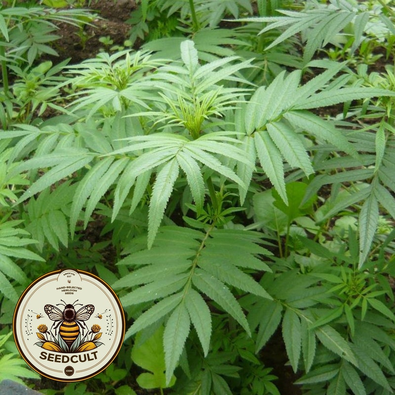 Marigold Seed Black - Etsy