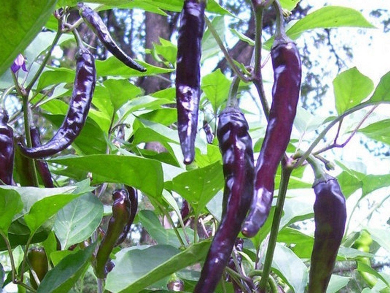 Organic Purple Cayenne Pepper Seeds Hot Peppers | Etsy