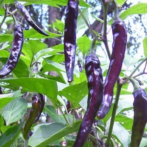 Organic Purple Cayenne Pepper Seeds, Hot Peppers CH0310 - Etsy