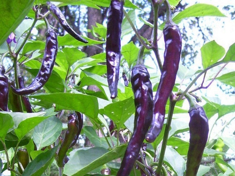 Organic Purple Cayenne Pepper Seeds Hot Peppers | Etsy