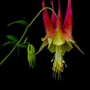 Native Wild Columbine Seeds, Flowering Shade Perennial, Aquilegia ...