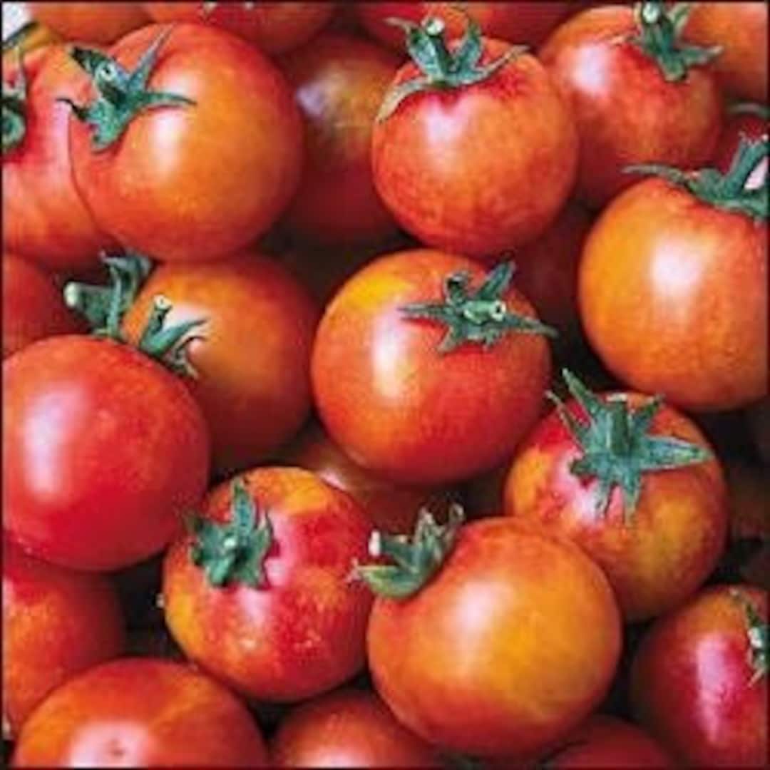 Organic Isis Candy Tomato Seeds, Red and Orange, Non-gmo Heirloom ...