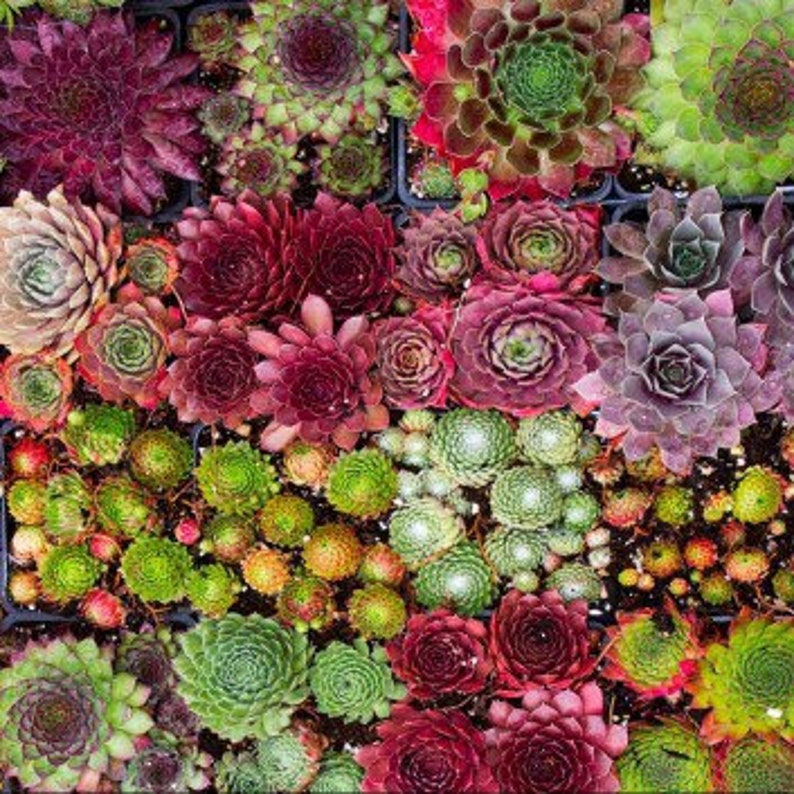 100 Mixed Sempervivum SEEDS, Hens and Chicks Succulents, Hybrid Random ...
