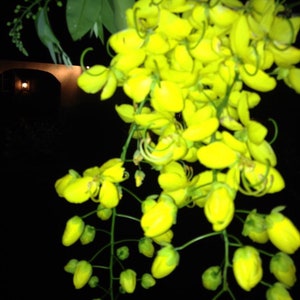 10 Golden Shower Tree Seeds, Cassia Fistula, 10 Seeds, CA6010 - Etsy