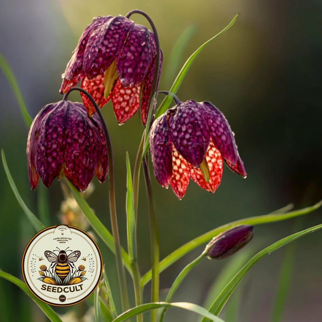 NEW! Snake's Head Fritillary, Checkered Lily Seeds, Fritillaria ...