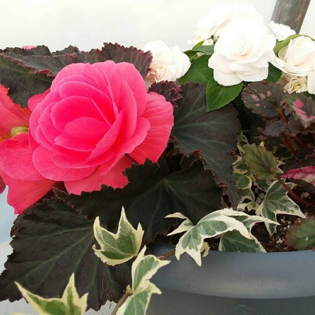 Non Stop Mocca Pink Begonia Seeds, Black Foliage Begonia Tuberhybrida ...