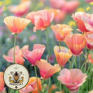Apricot Chiffon California Poppy Seeds, Thai Silk Eschscholzia ...