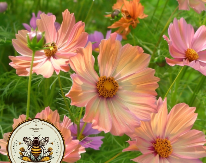 Apricotta Cosmos Seeds, Cosmos Bippinatus CO0925 - Etsy