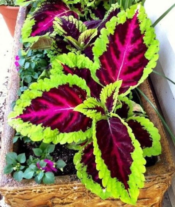 Kong Coleus
