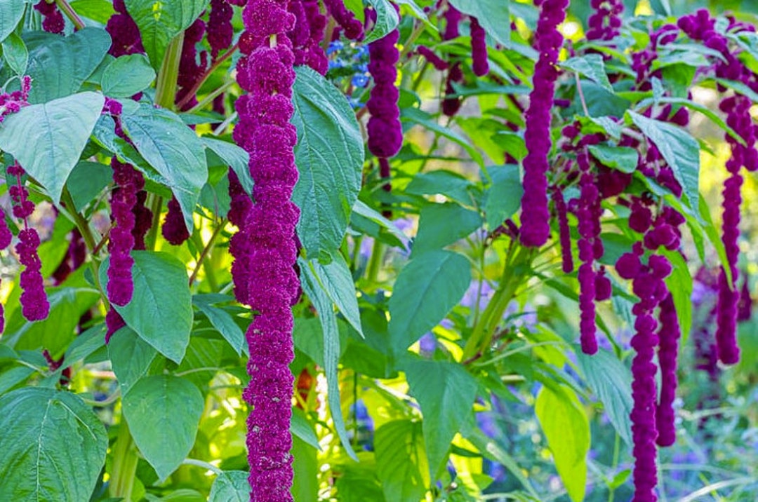 Bulk Dreadlock Amaranth Seeds, Ancient Grain, Hot Climate, Very ...