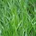 Large Premium Sweetgrass Braid, ONE Hierochloe Orodata, Vanilla Grass ...