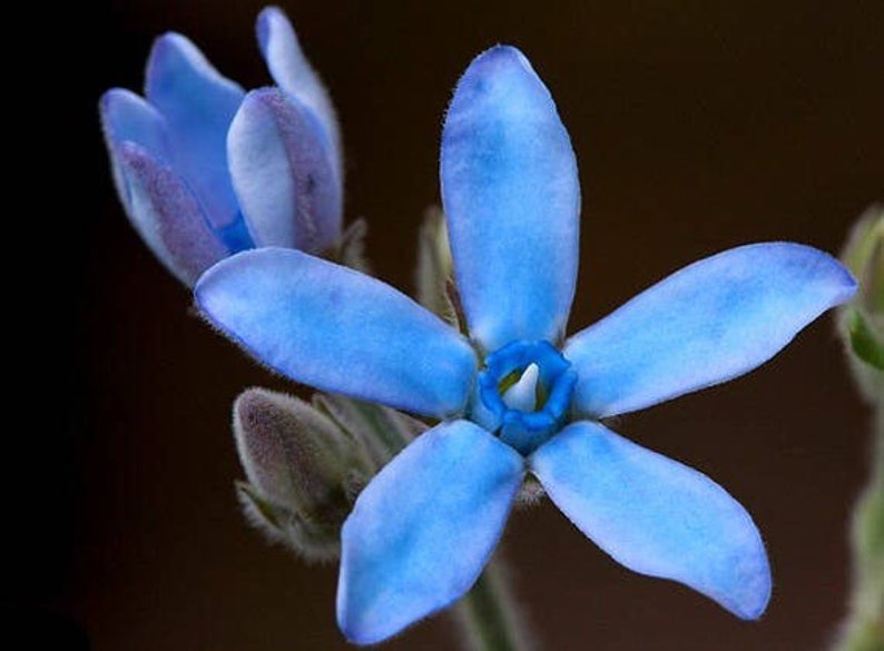 Blue Milkweed Seeds, Heavenly Blue Tweedia, Caerulea, Butterfly ...