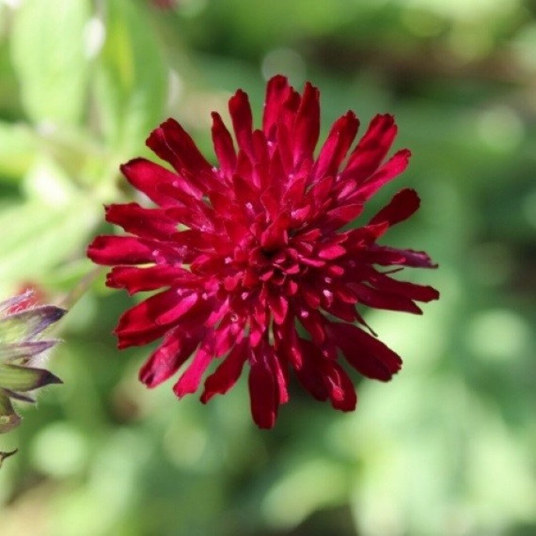 Red Knight Knautia Macedonica Seeds, Pin-cushion Flowers KN2120 - Etsy