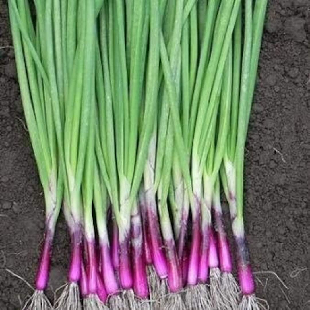 Apache Scallion Seeds, Purple Sweet Bunching Onion, Fast Grower, Allium ...